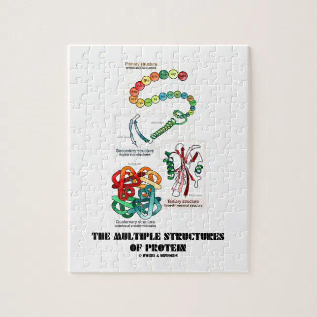 The Multiple Structures Of Protein (Biology) Jigsaw Puzzle | Zazzle