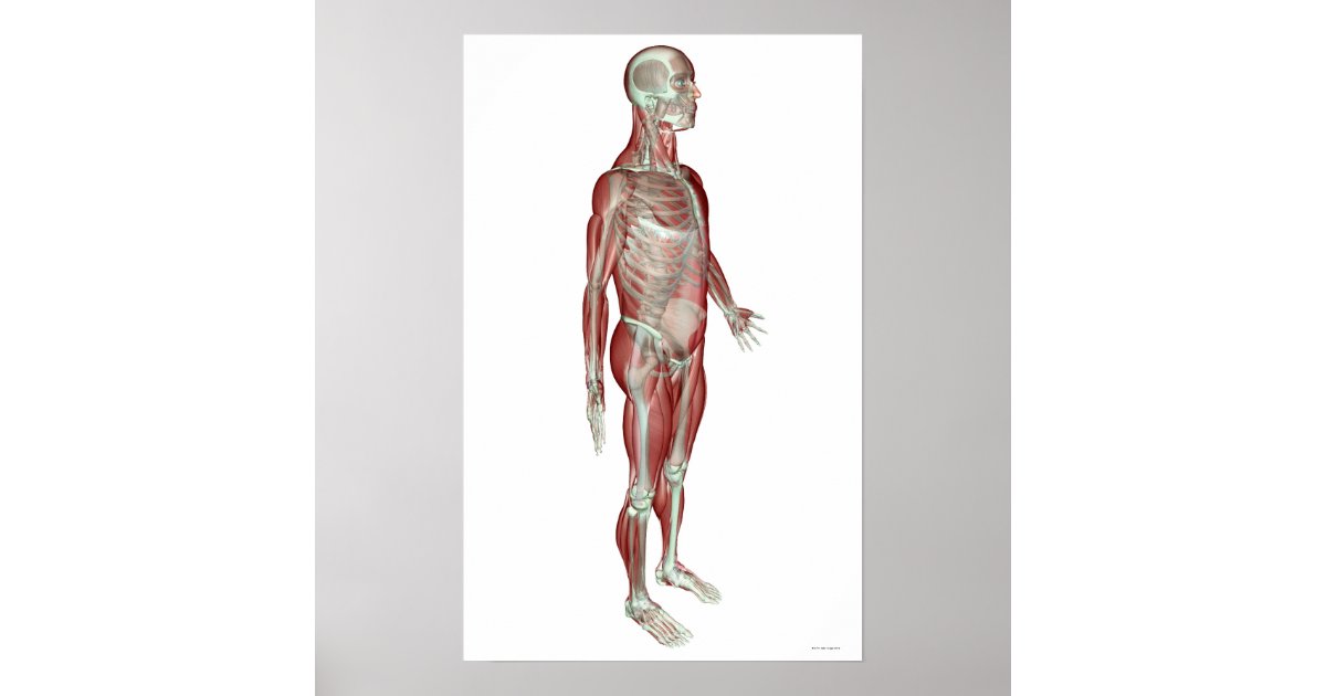 The Musculoskeletal System 3 Poster | Zazzle
