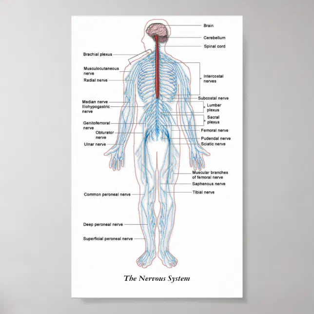 The Nervous System Poster | Zazzle
