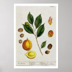 Vintage Nutmeg Plant Fruit Seeds, Food Herbs Spice Poster | Zazzle.com