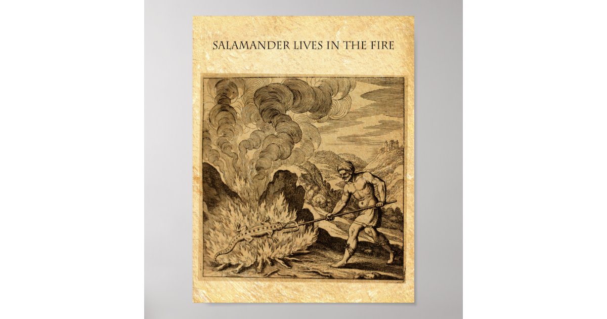 The OCCULT FIRE SALAMANDER Poster | Zazzle