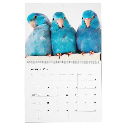 The Parrotlets 2020 Annual Photography Calendar | Zazzle
