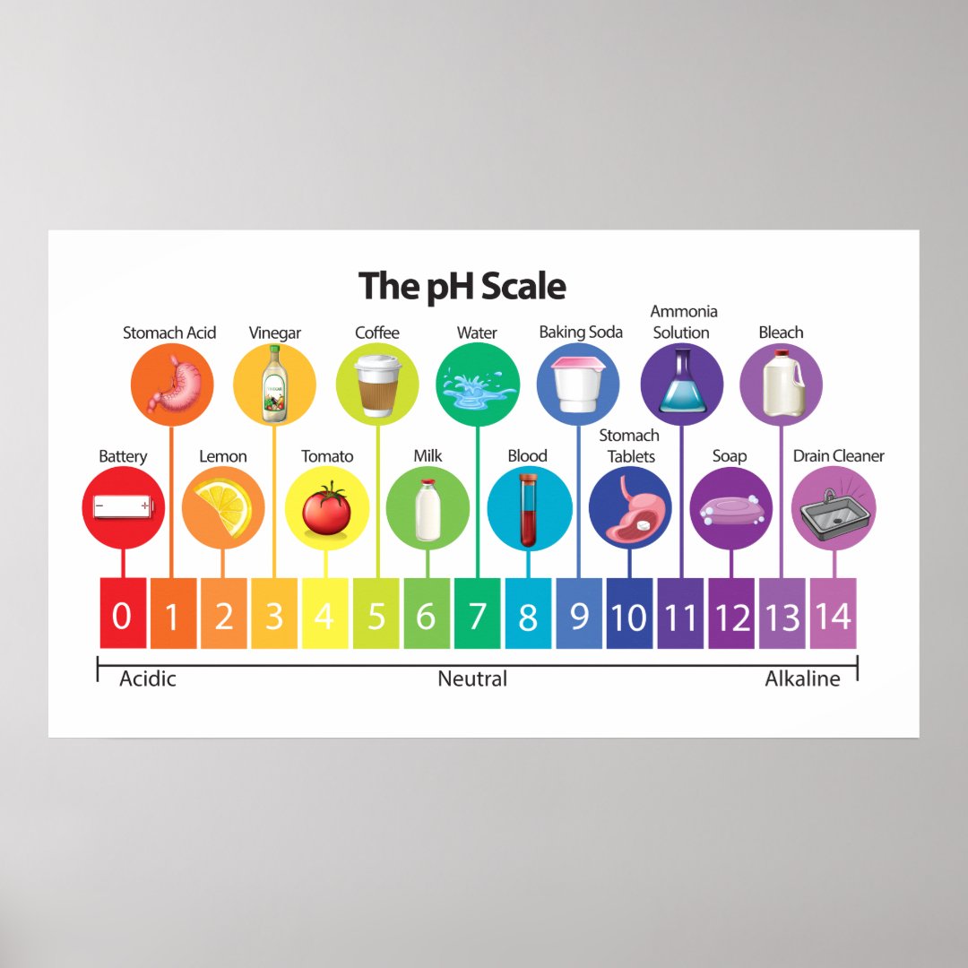 The pH Scale Poster | Zazzle