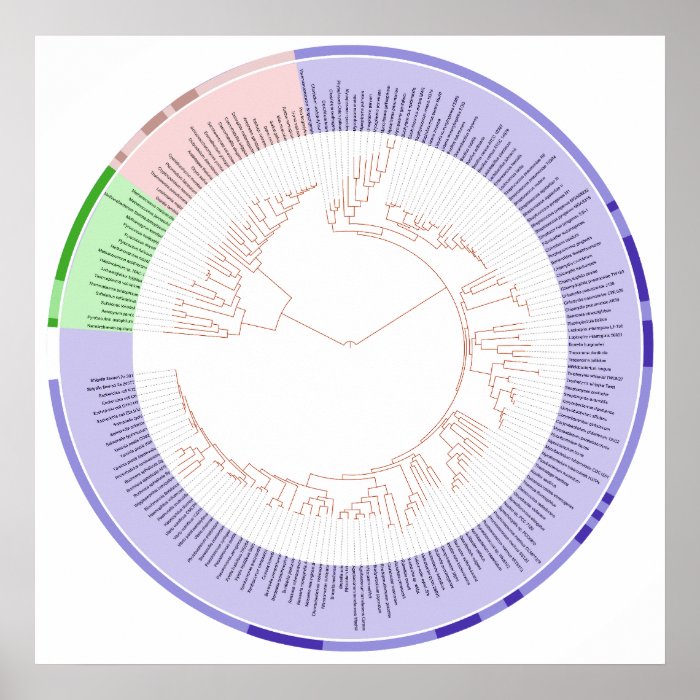 The Phylogenetic Tree of Life Circular Chart Poster | Zazzle