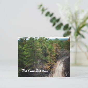 The Pine Barrens Postcard | Zazzle