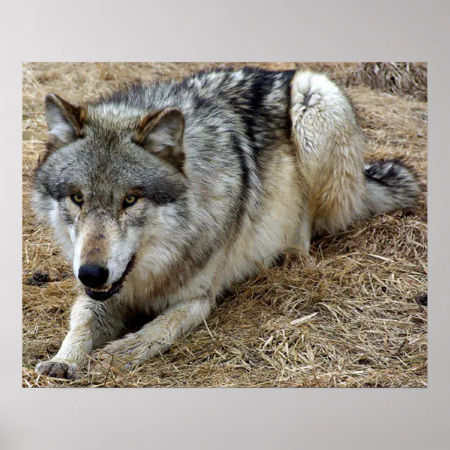 The Playful Wolf Poster | Zazzle
