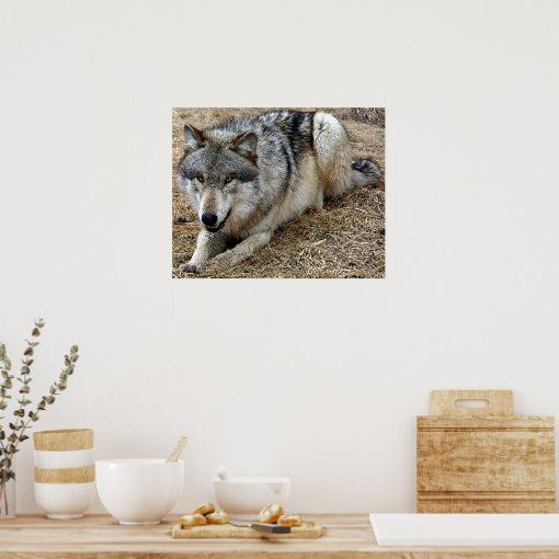 The Playful Wolf Poster | Zazzle