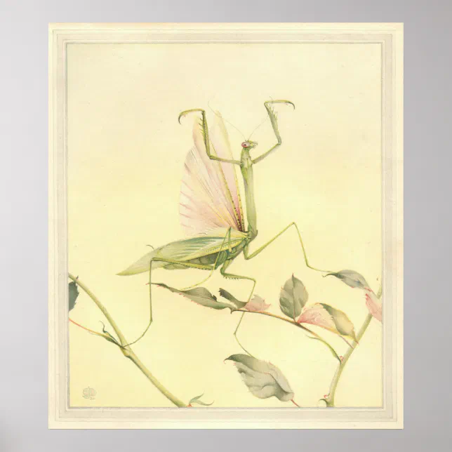 THE PRAYING MANTIS - Insect Book Illustration Poster | Zazzle