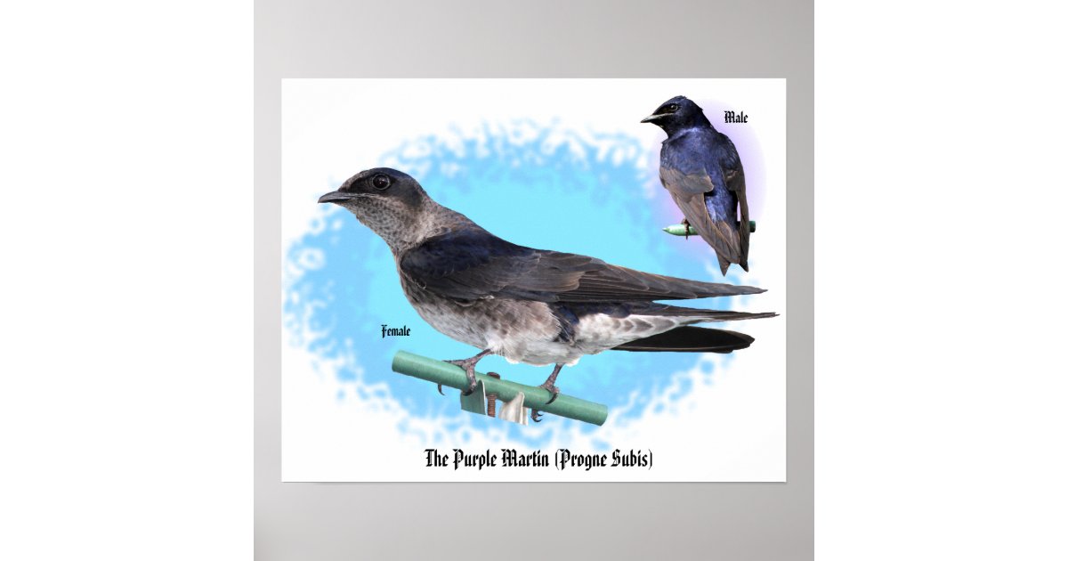 The Purple Martin Poster | Zazzle