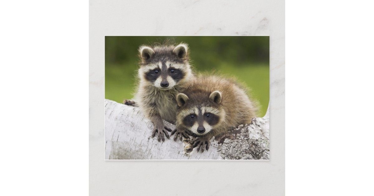 The Raccoon Couple Postcard | Zazzle