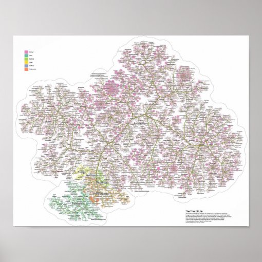 The Real Tree Of Life Poster | Zazzle