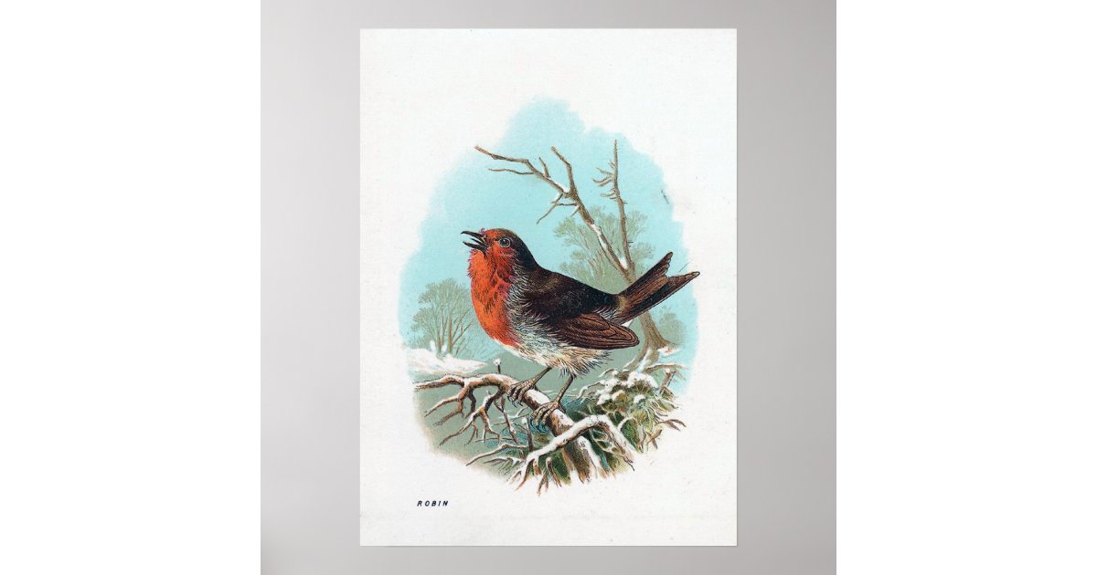 The Robin Vintage Bird Illustration Poster | Zazzle