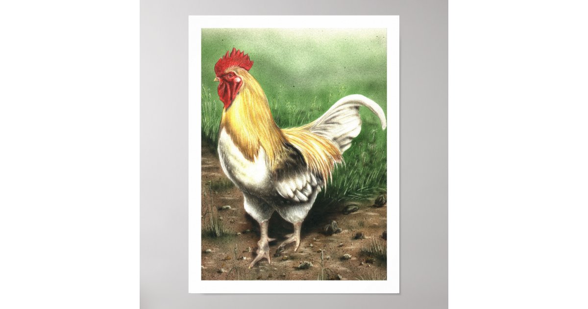 The Rooster Poster | Zazzle