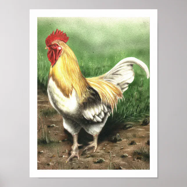 The Rooster Poster | Zazzle