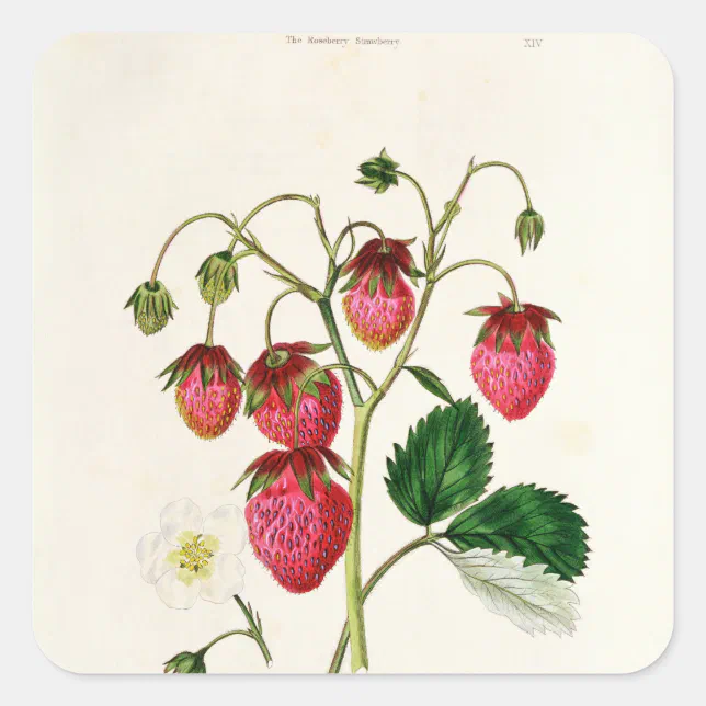The Roseberry Strawberry, engraved by Watte Square Sticker | Zazzle
