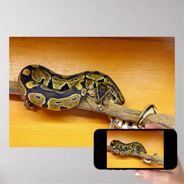 The royal python on a branch poster | Zazzle