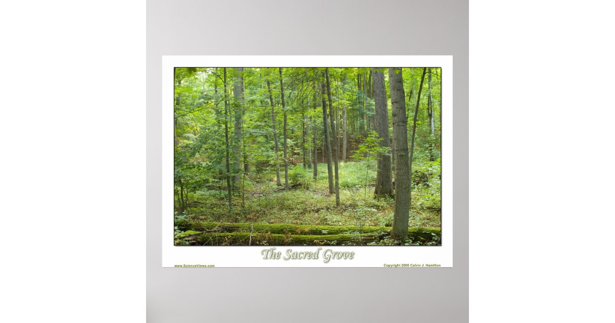 The Sacred Grove Poster | Zazzle