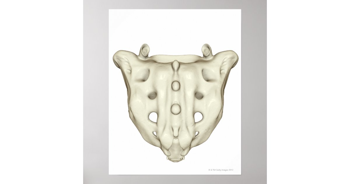 The Sacrum Poster | Zazzle