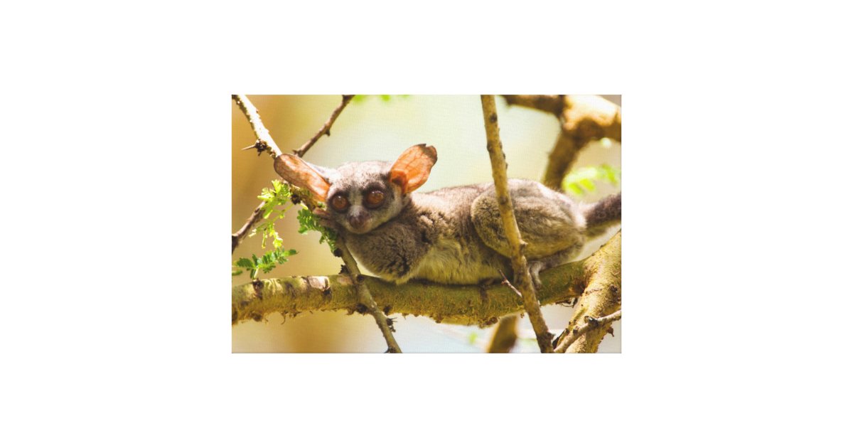 The Senegal Bushbaby (Galago Senegalensis) Canvas Print | Zazzle