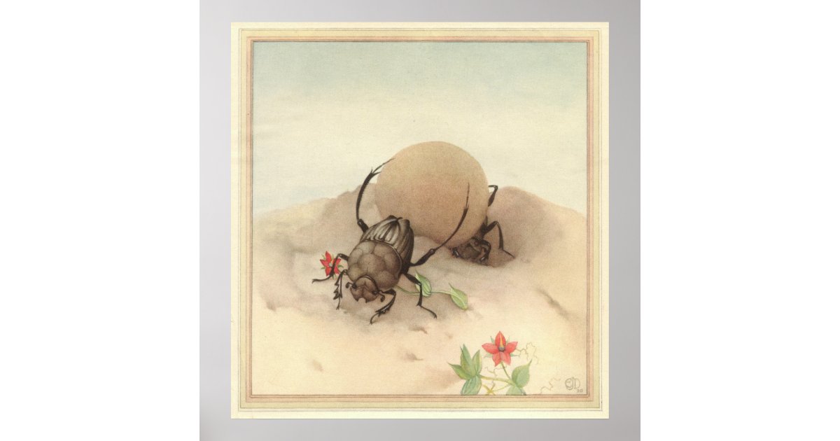 THE SISYPHUS - Insect Book Illustration Poster | Zazzle