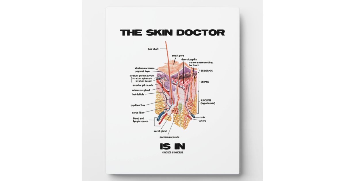 The Skin Doctor Is In (Anatomy Dermatology) Plaque | Zazzle