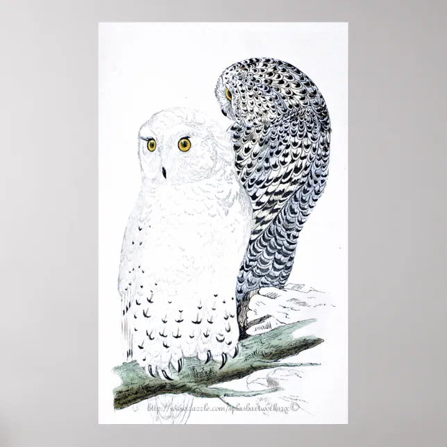 "The Snowy Owl ~official bird of Quebec" Poster | Zazzle