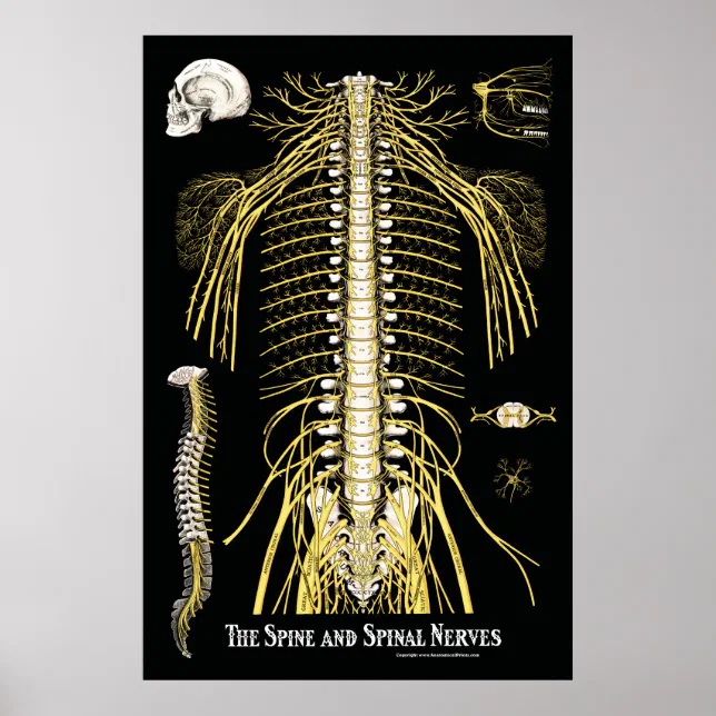 The Spine and Spinal Nerves Chiropractic Poster | Zazzle