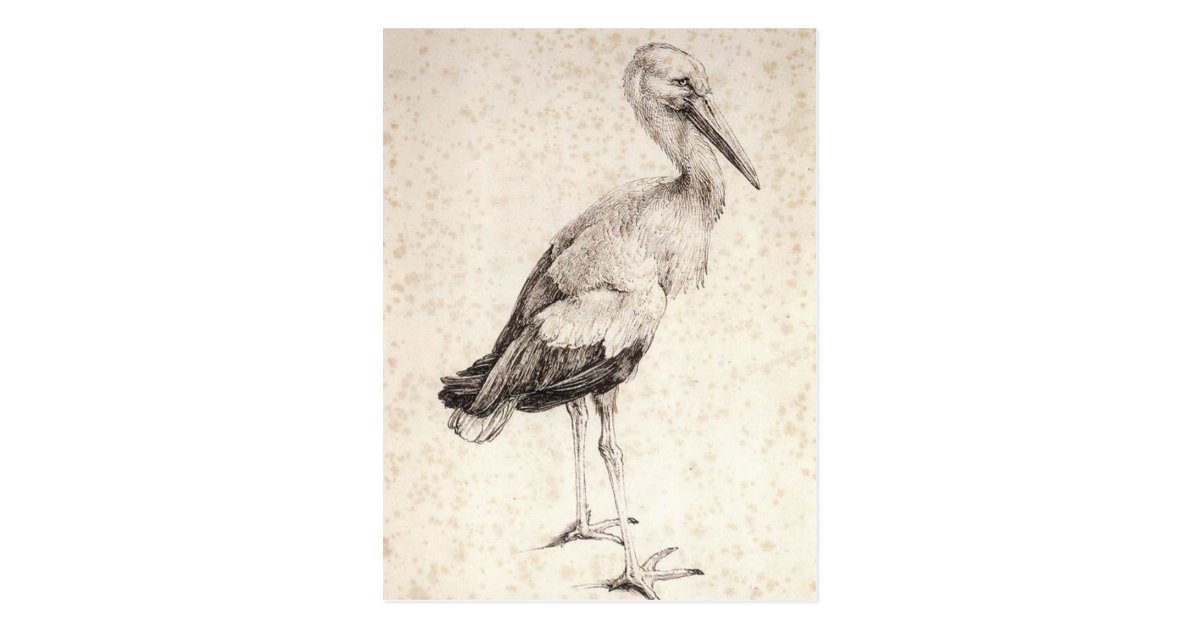 The Stork by Albrecht Durer Postcard | Zazzle.com