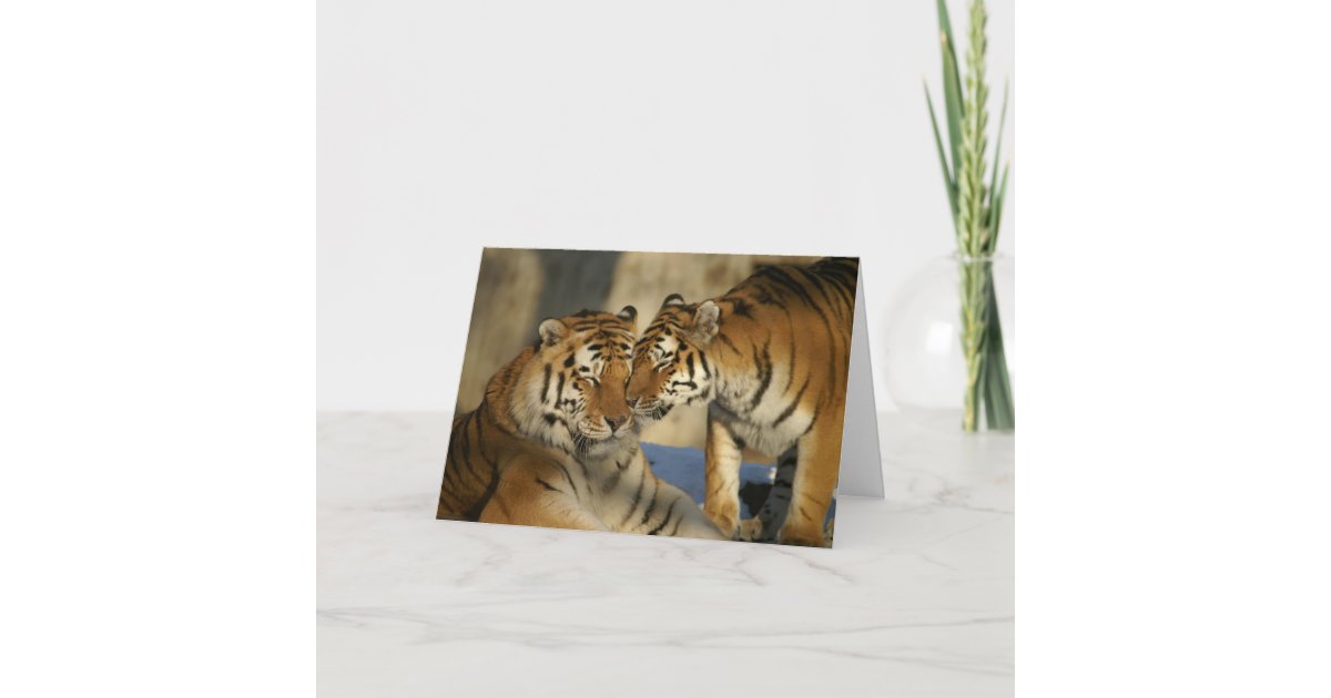 The Tigers Valentine Card | Zazzle