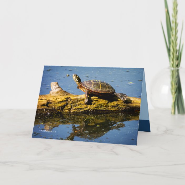 The turtle card | Zazzle.com