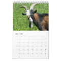 The Ultimate Goat Calendar | Zazzle