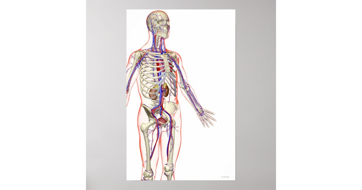 The Urinary System Poster | Zazzle
