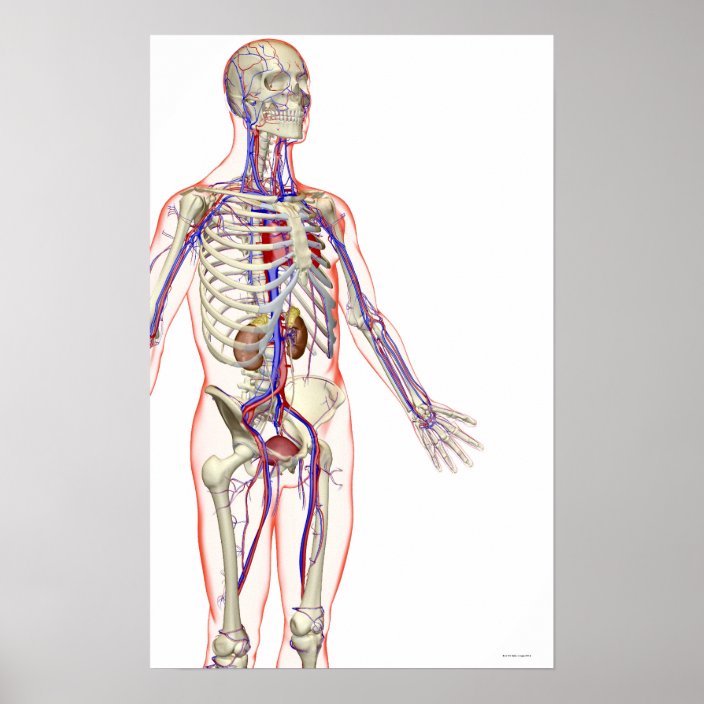 The Urinary System Poster | Zazzle.com
