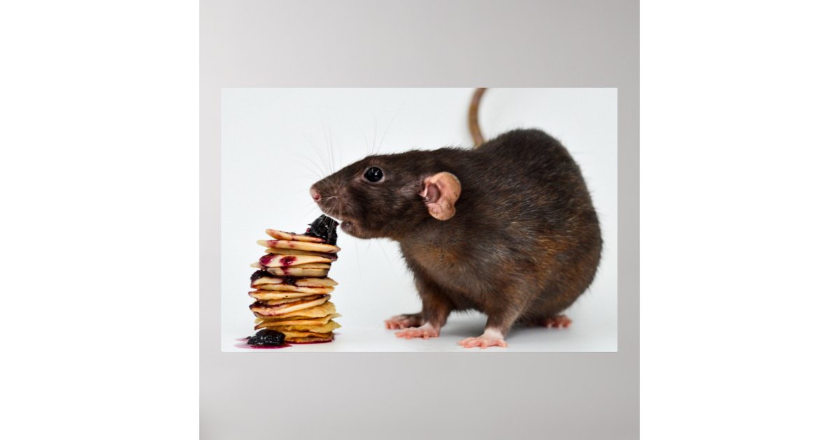 The very hungry rat poster | Zazzle