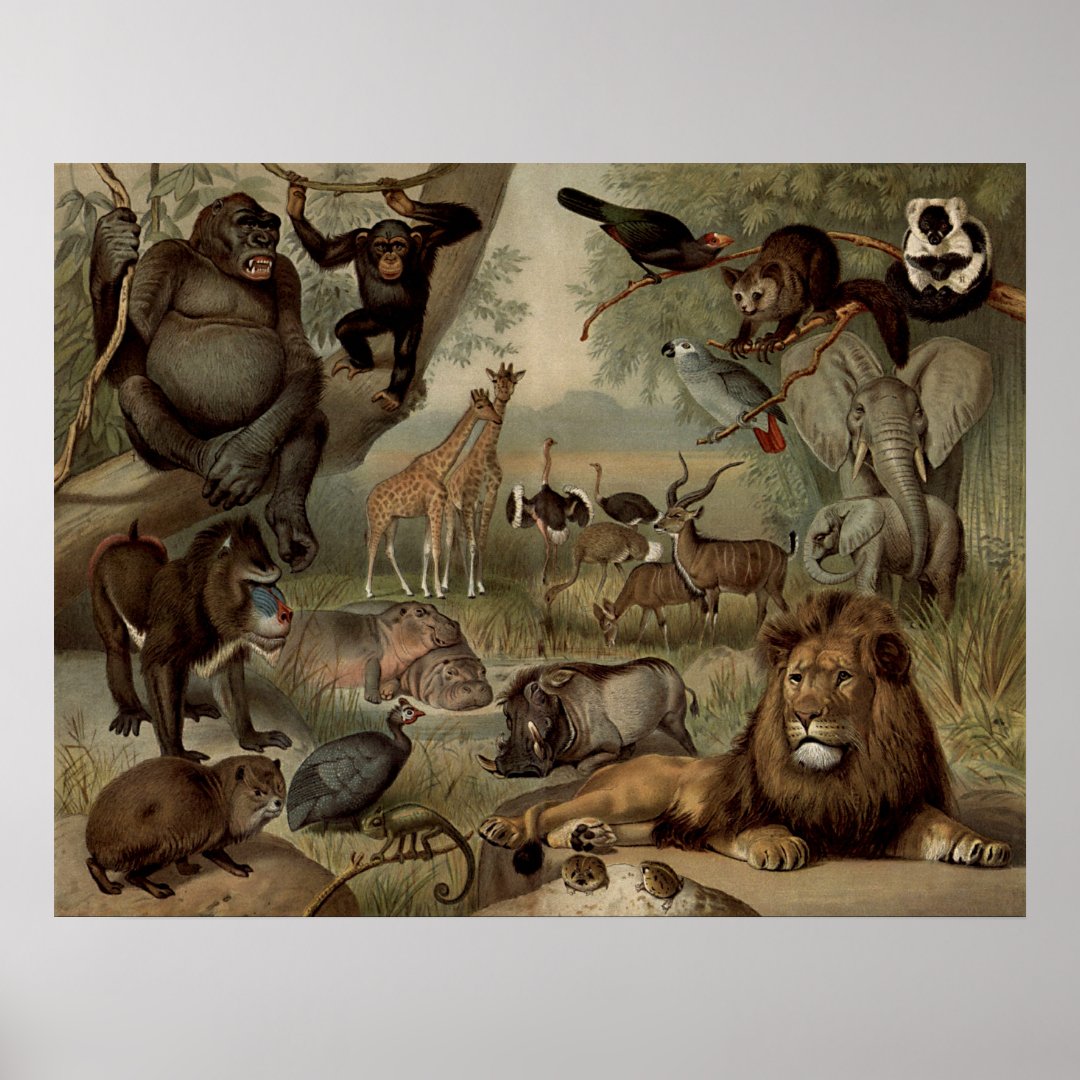 The Vintage Jungle Poster | Zazzle