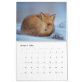 The Year of The Fox Calendar | Zazzle