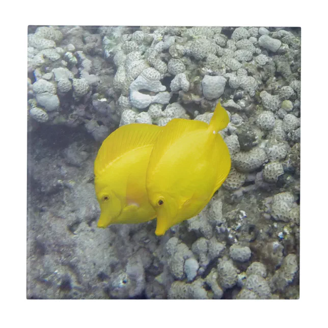 The Yellow Tang Fish Ceramic Tile | Zazzle