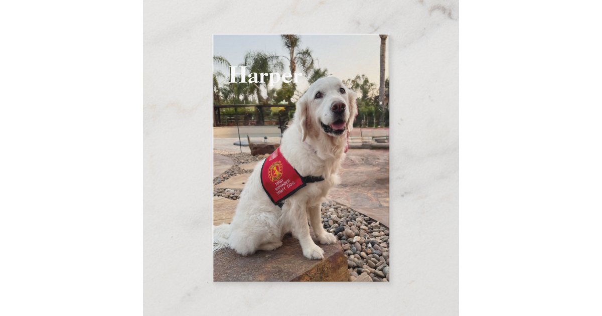 Therapy Dog Trading Card for Therapy Dog Visits | Zazzle