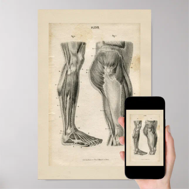 Thigh Leg Muscles Vintage Anatomy Print | Zazzle