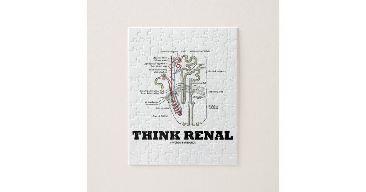 Think Renal (Nephron Anatomy Illustration) Jigsaw Puzzle | Zazzle