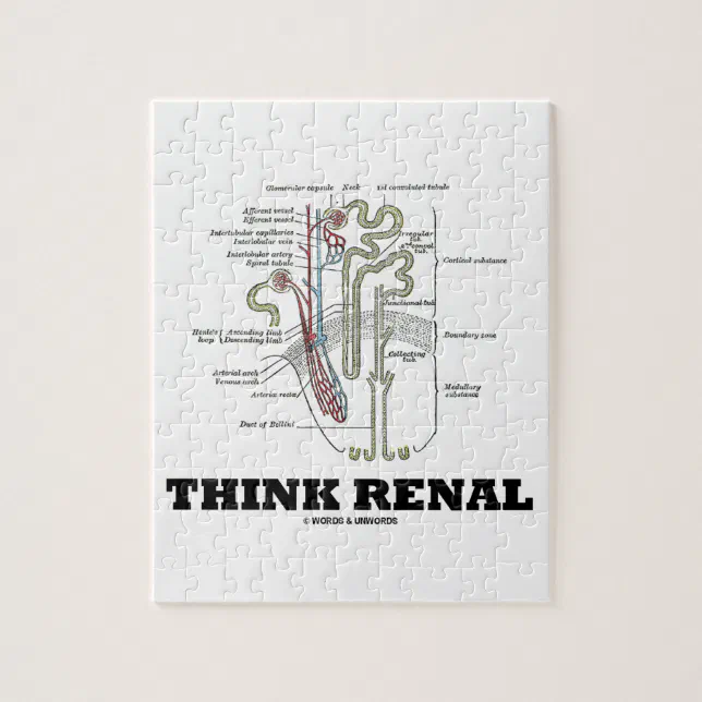 Think Renal (Nephron Anatomy Illustration) Jigsaw Puzzle | Zazzle