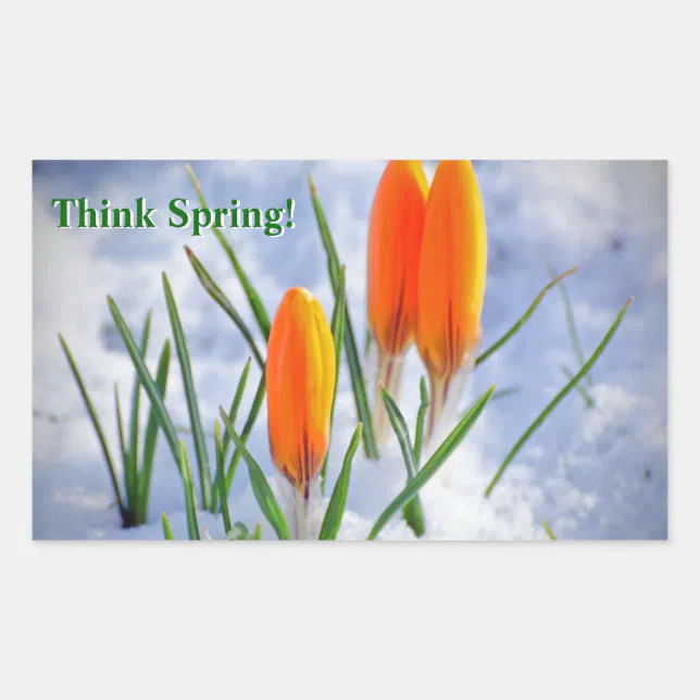 Think Spring! Crocus Flower Pushing Thru Snow Rectangular Sticker | Zazzle