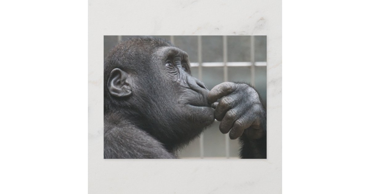 Thinking Ape Postcard | Zazzle