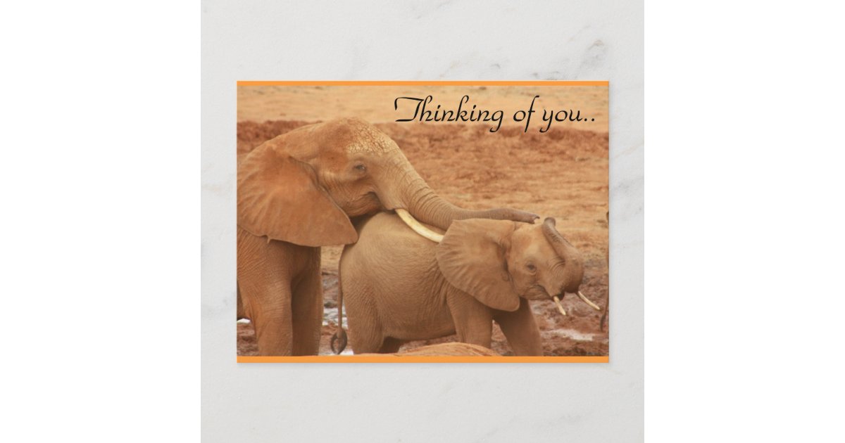 Thinking Of You African Elephants Postcard | Zazzle