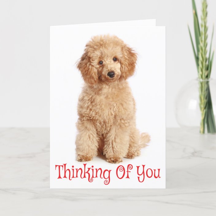 Thinking of You Apricot Poodle Puppy Dog Card | Zazzle.com