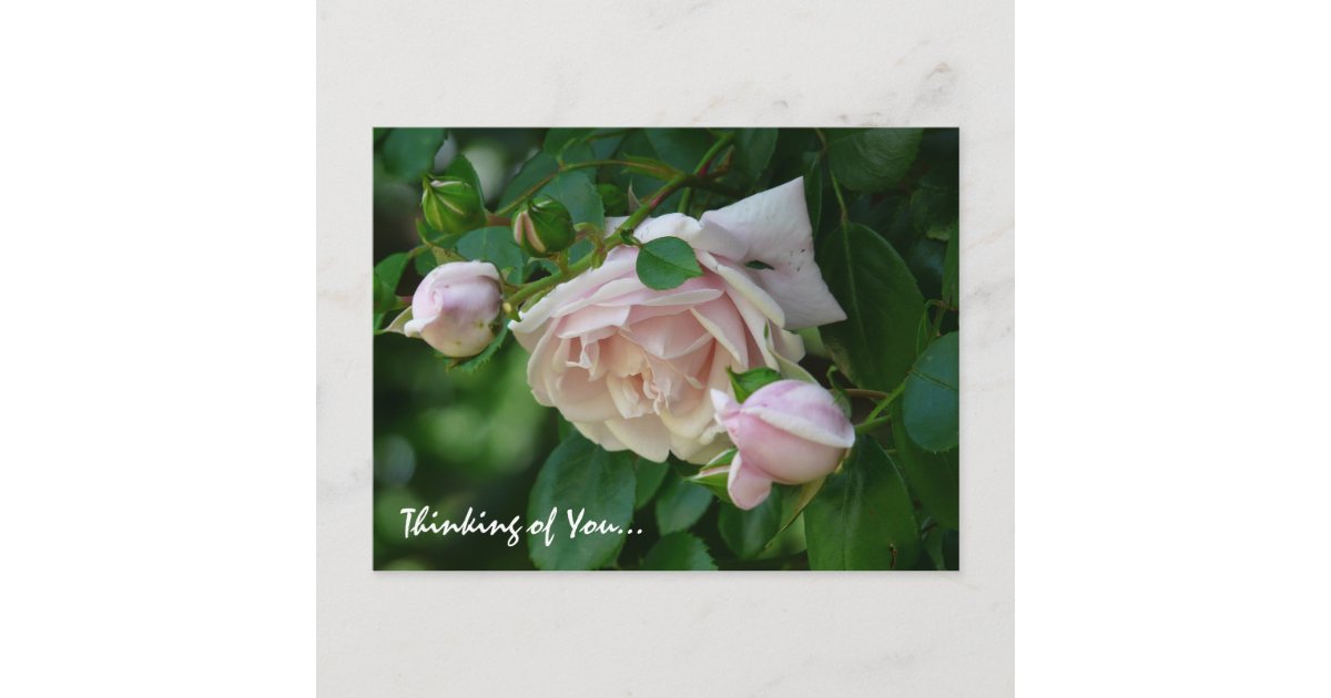 " Thinking of You"-Beautiful Pink Roses Postcard | Zazzle