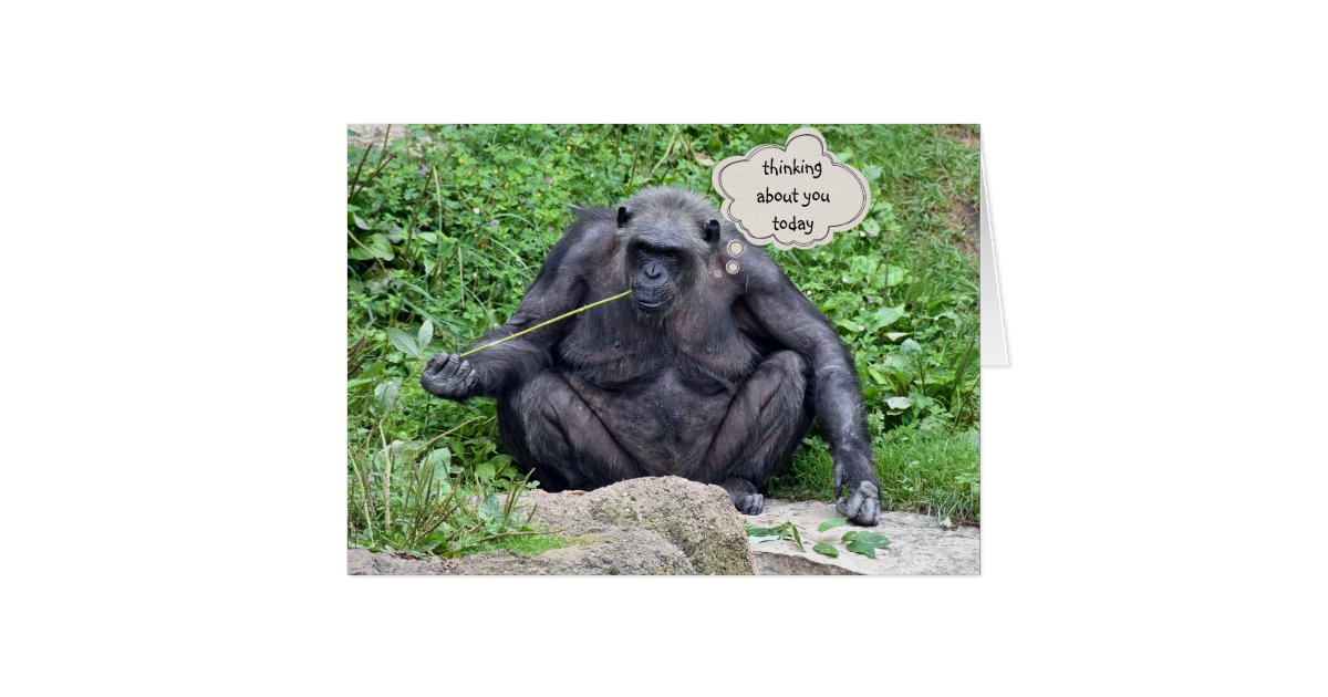 Thinking of You Chimpanzee Card | Zazzle.com