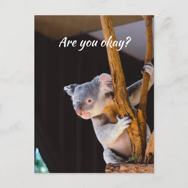 Thinking of You Fun Koala Let Me know You're okay Postcard | Zazzle