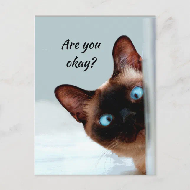 Thinking of You Funny Cat Let Me know You're okay Postcard | Zazzle