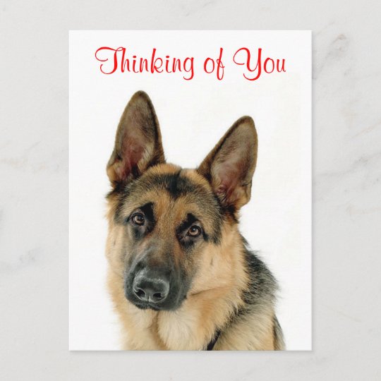 Thinking of You German Shepherd Puppy Dog Postcard | Zazzle.com